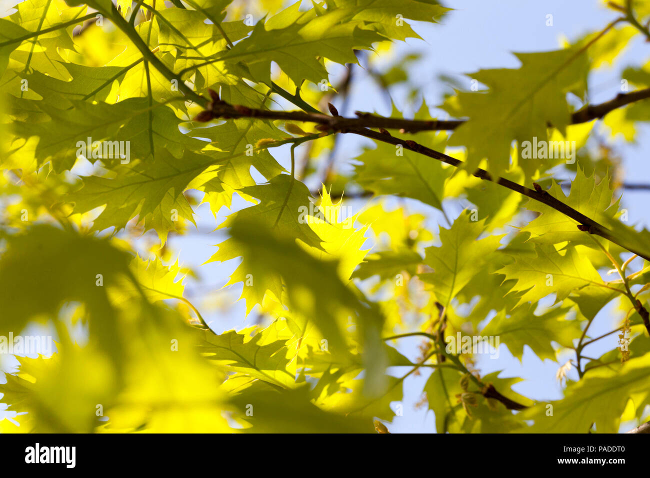 young green oak foliage in the spring season, close-up against the blue ...