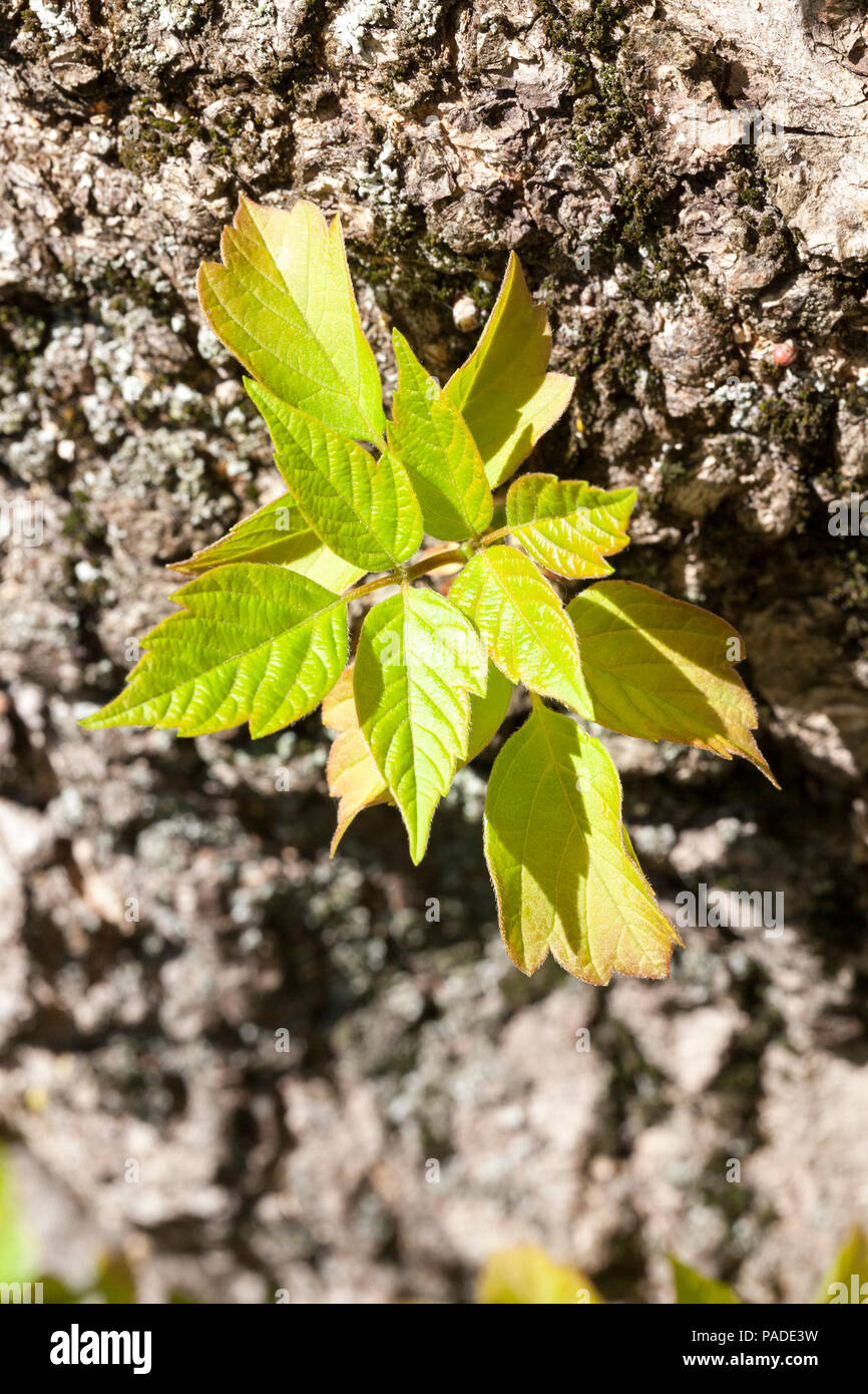 growing from a tree trunk new young branch with an ash tree, closeup in ...