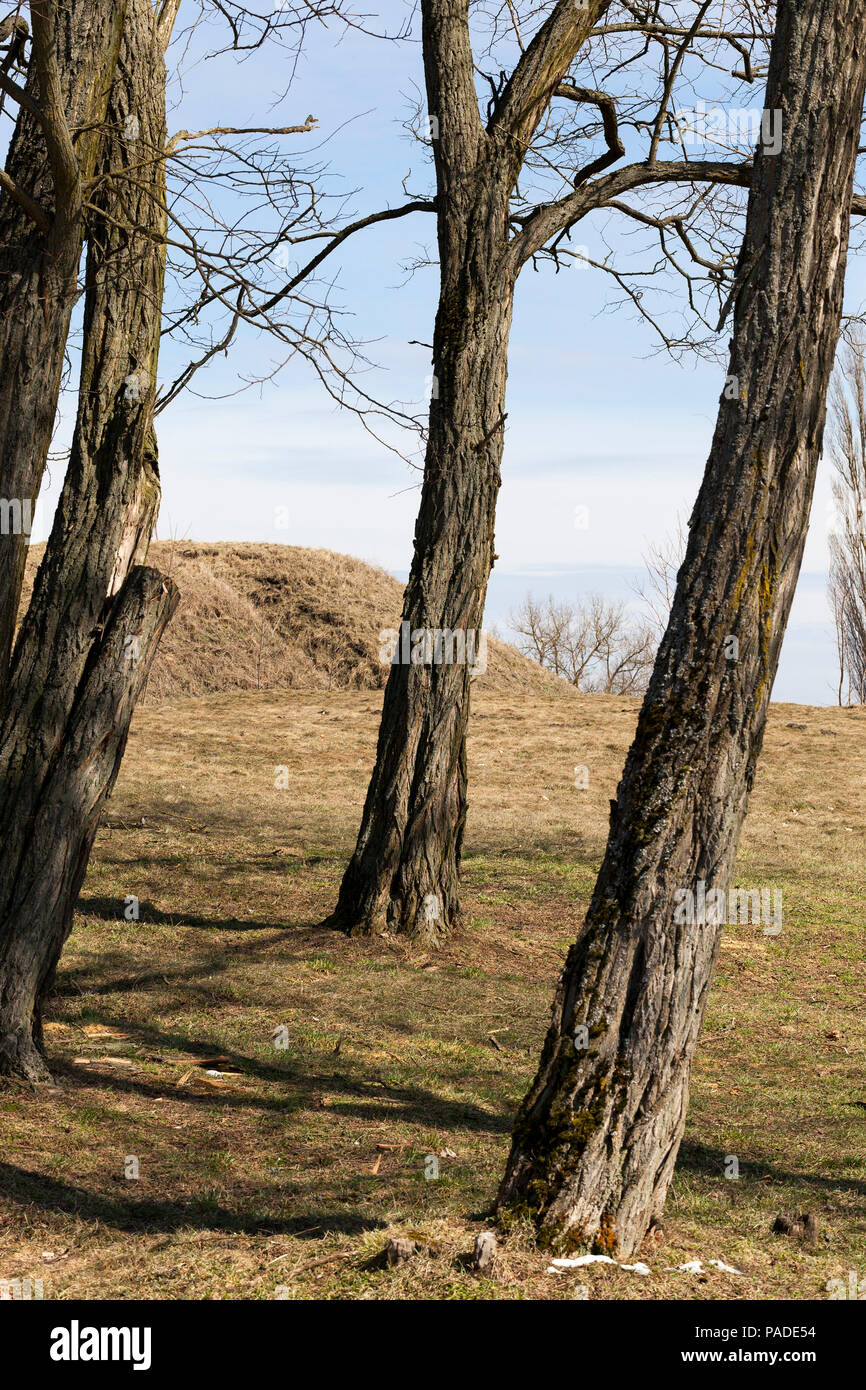trees growing on the edge of the grove in early spring, against the ...