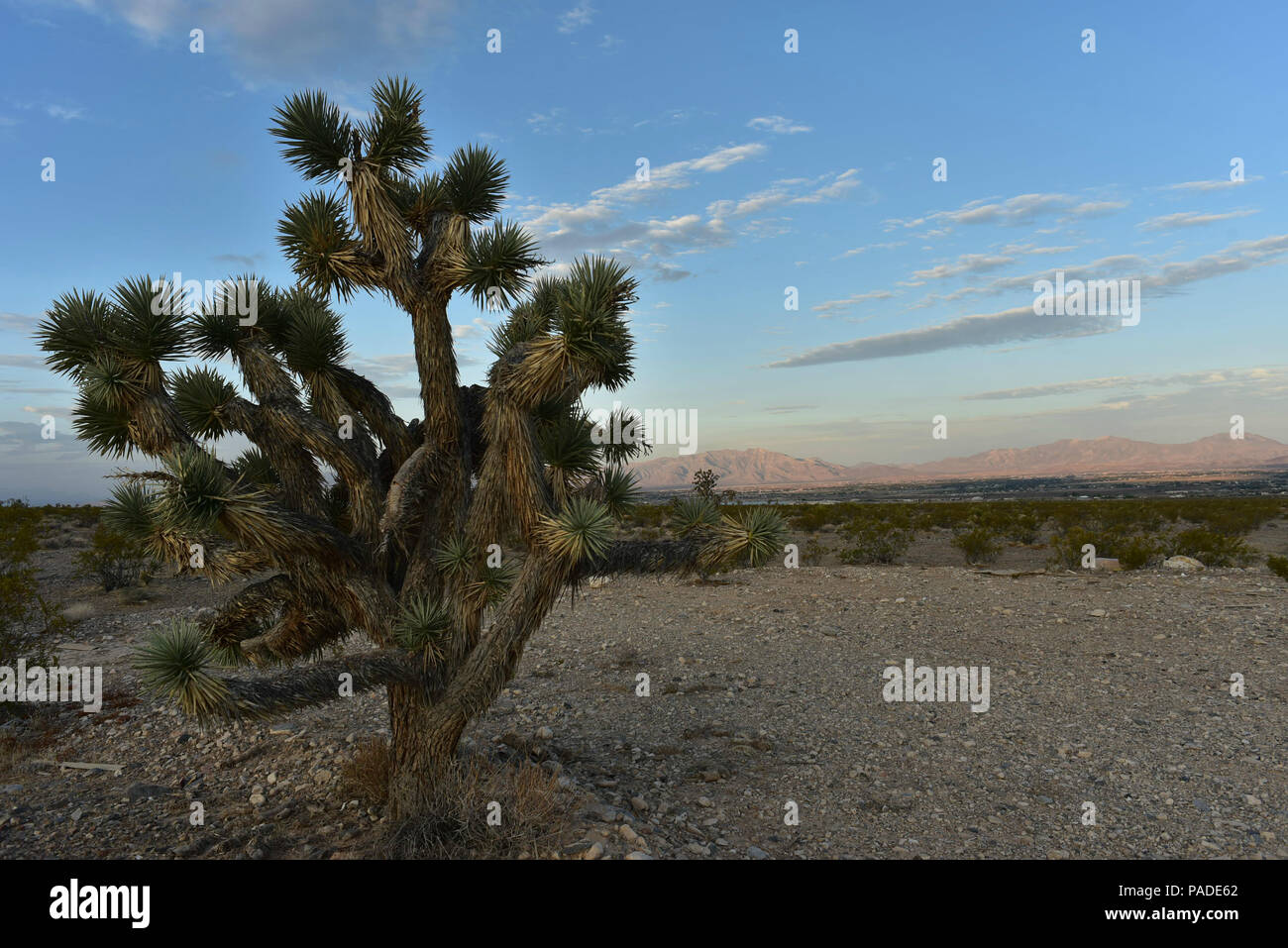 Yucca nevada hi-res stock photography and images - Alamy