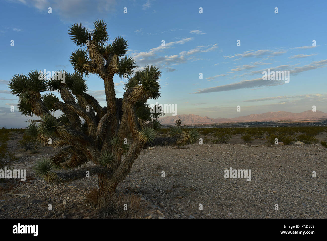 Mojave Yucca plant at sunrise in Mojave Desert, Nevada, USA Stock Photo ...