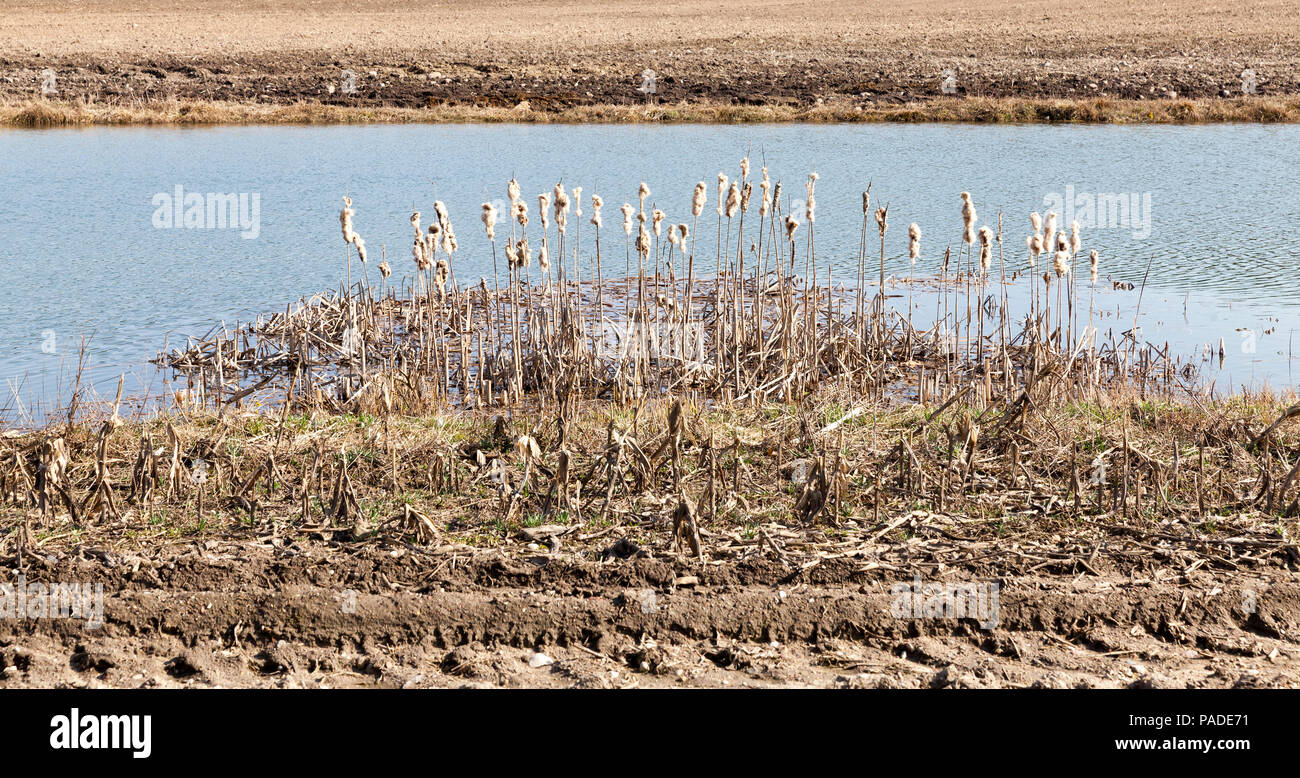 Reeds growing edge water hi-res stock photography and images - Alamy
