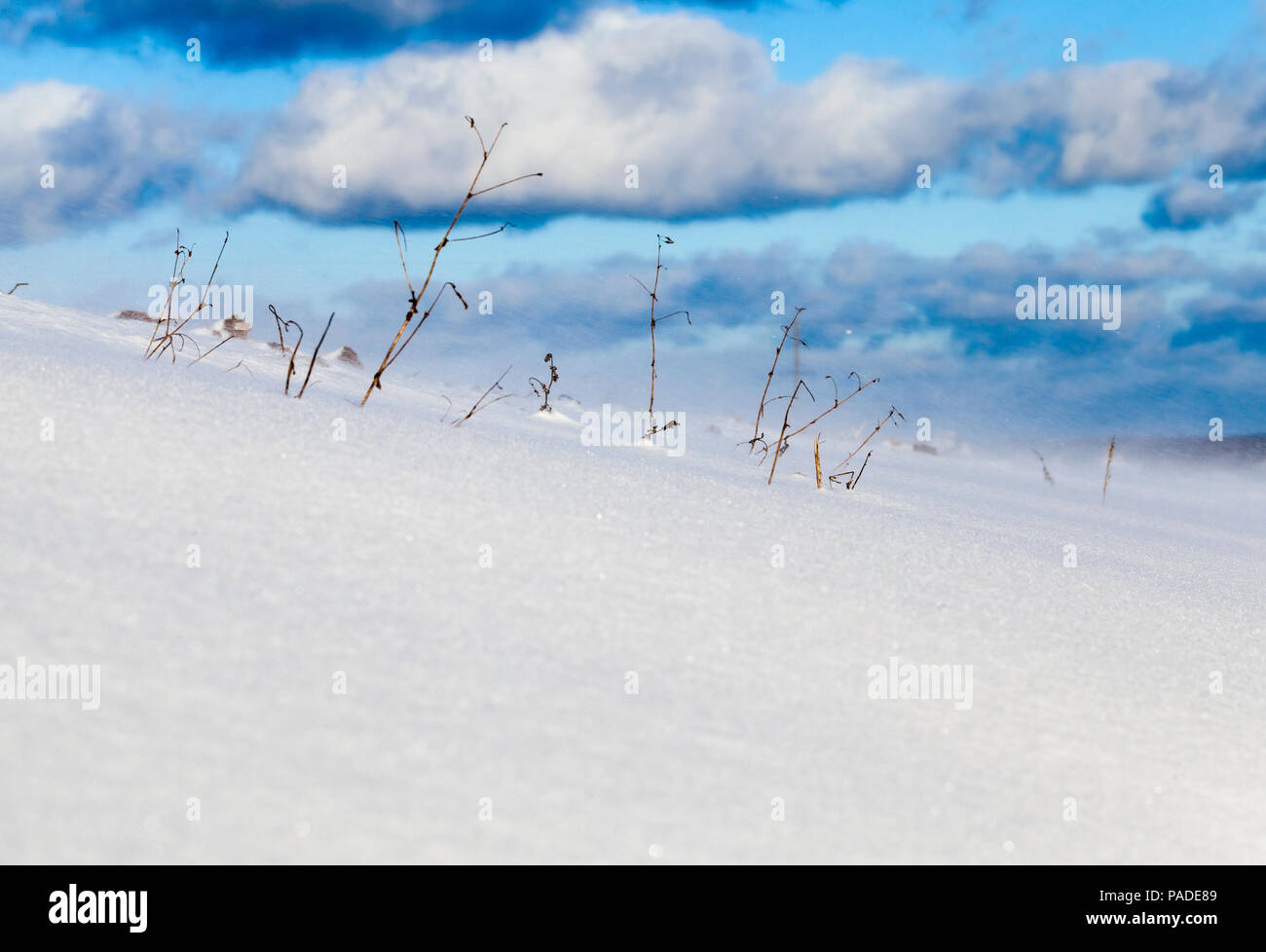 storm in the field, In the photo a field covered with snow during a ...