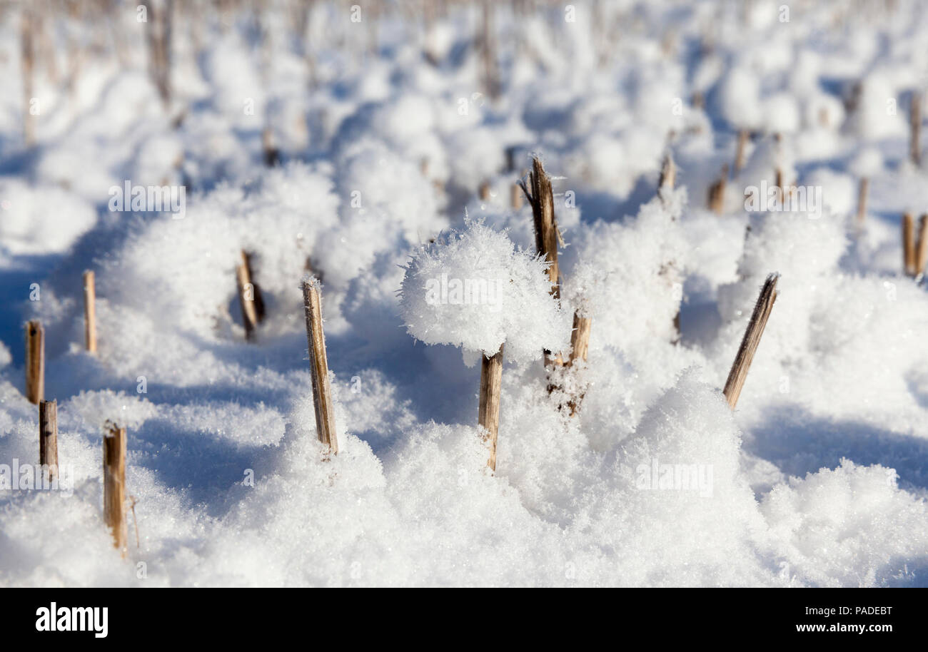 snow photographed in the winter season, which appeared after a snowfall ...