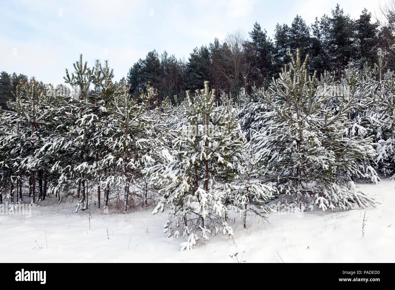 snow photographed in the winter season, which appeared after a snowfall ...