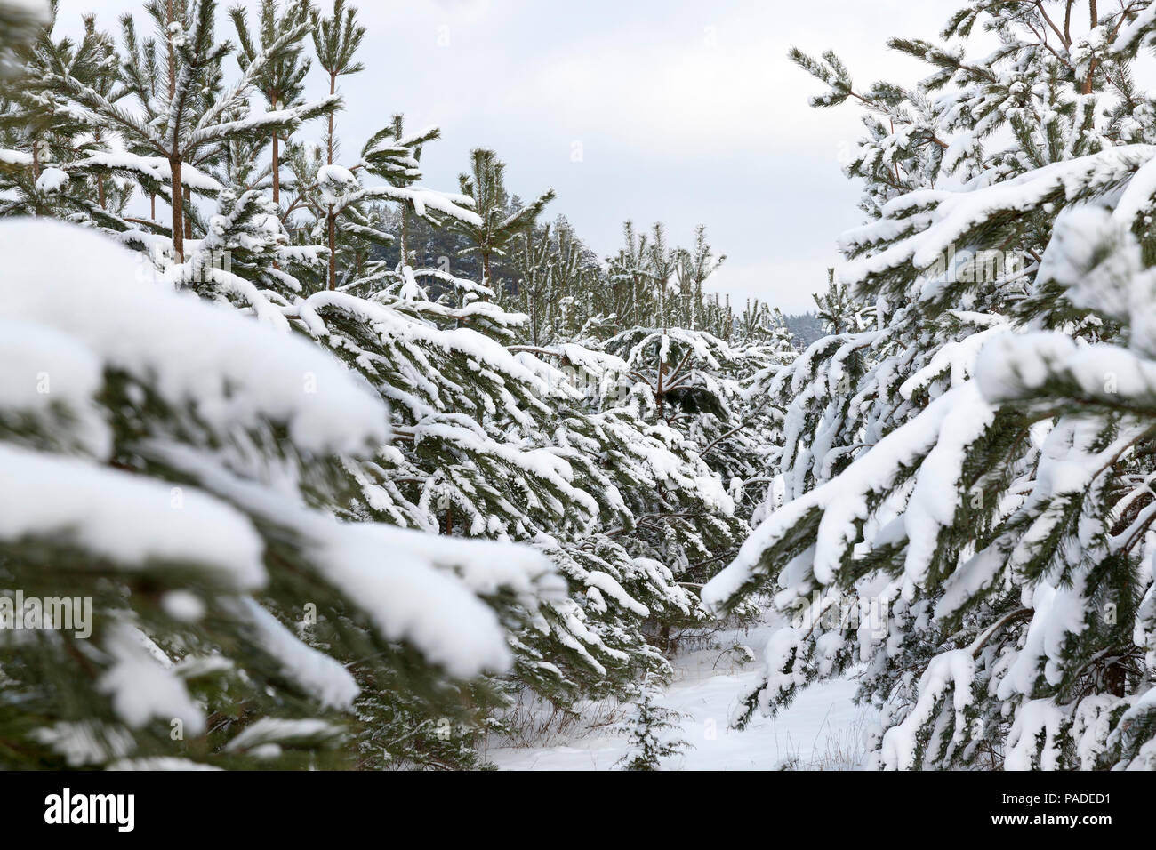 snow photographed in the winter season, which appeared after a snowfall ...