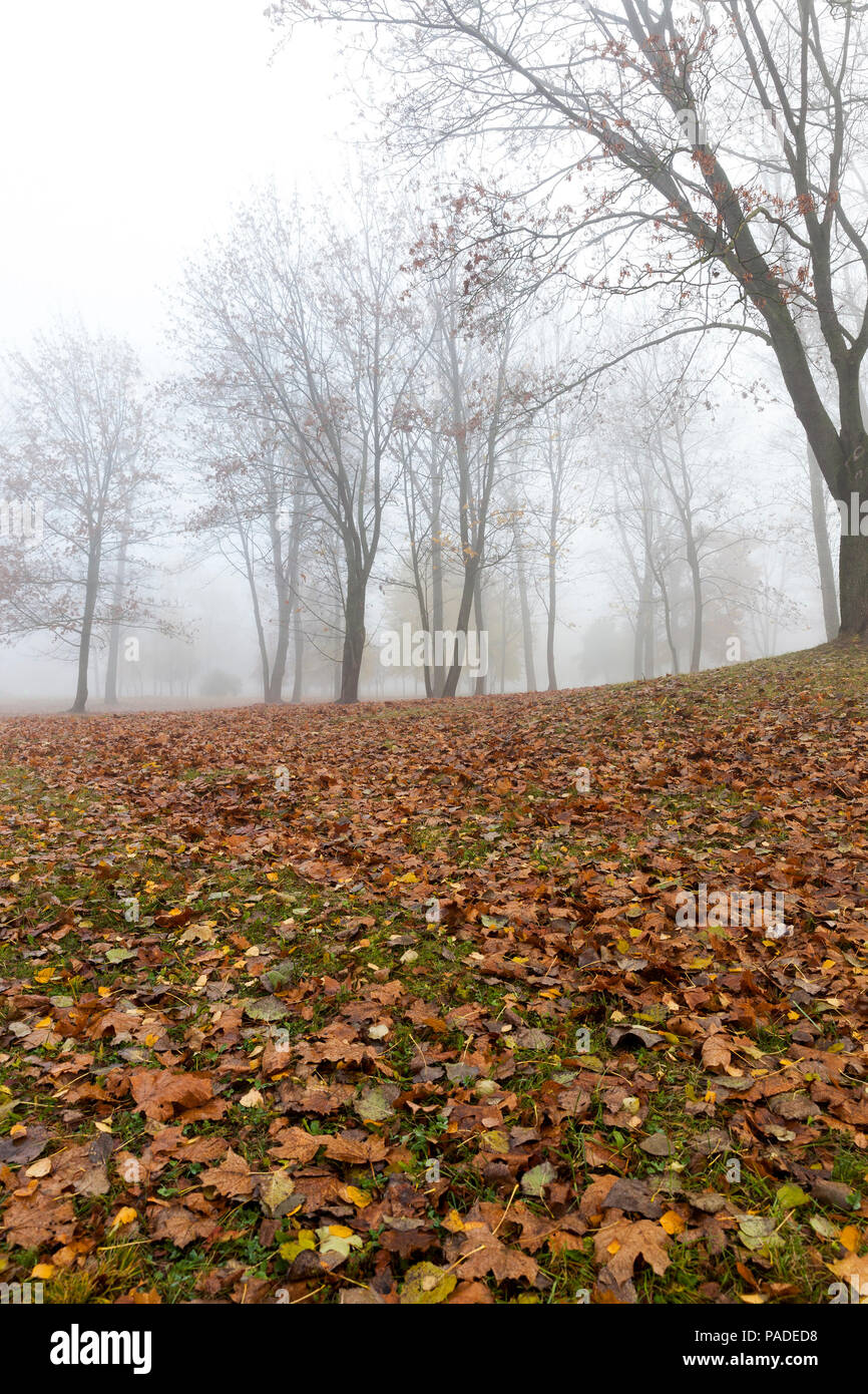 photographed trees growing in the park in the autumn season, Morning ...