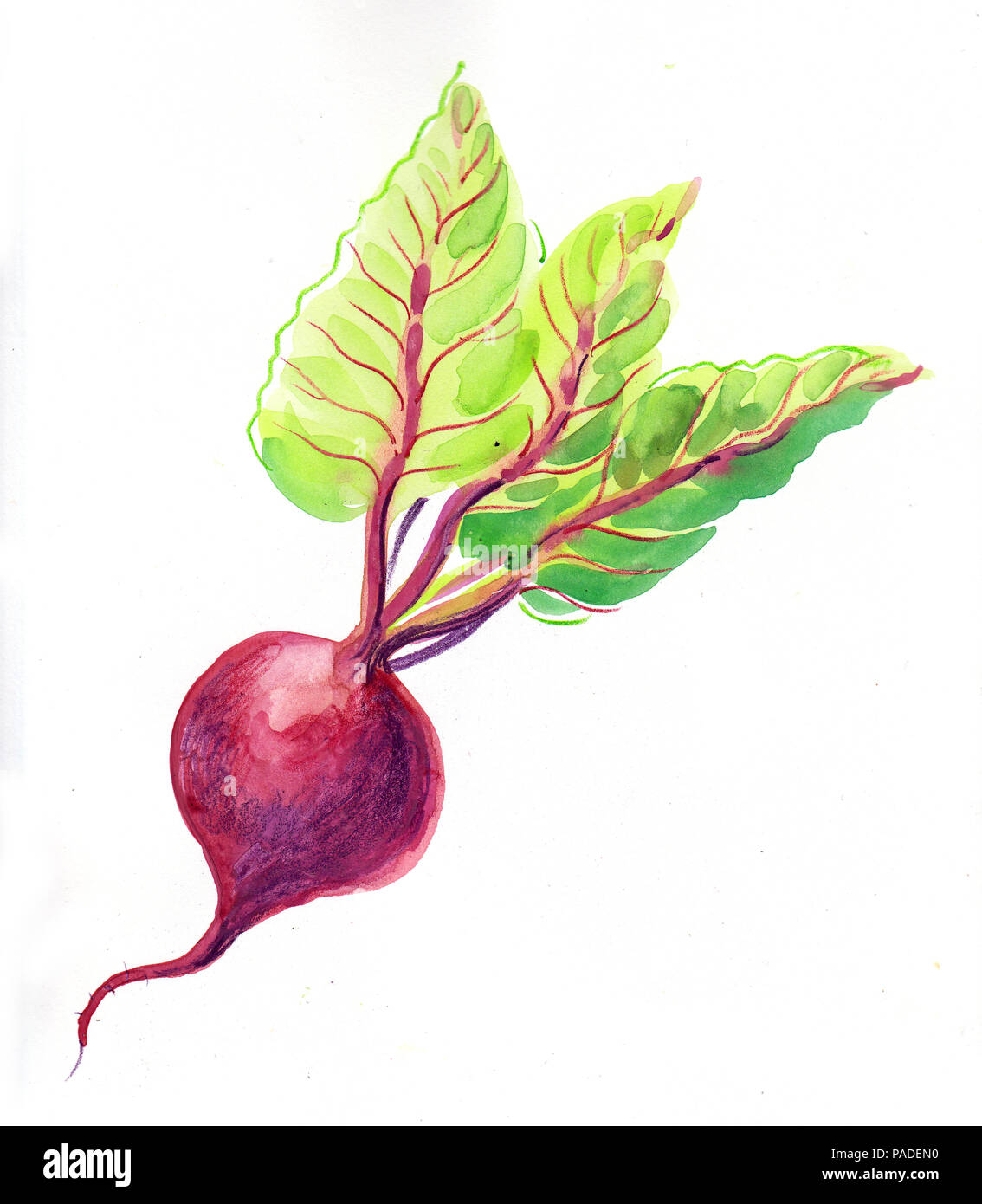 Beetroot sketch hi-res stock photography and images - Alamy
