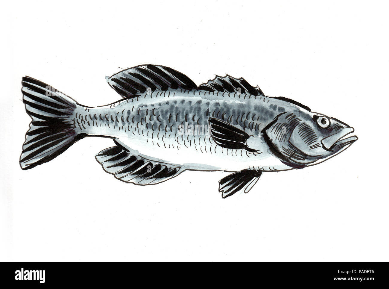 Ink and watercolor illustration of a fish Stock Photo - Alamy