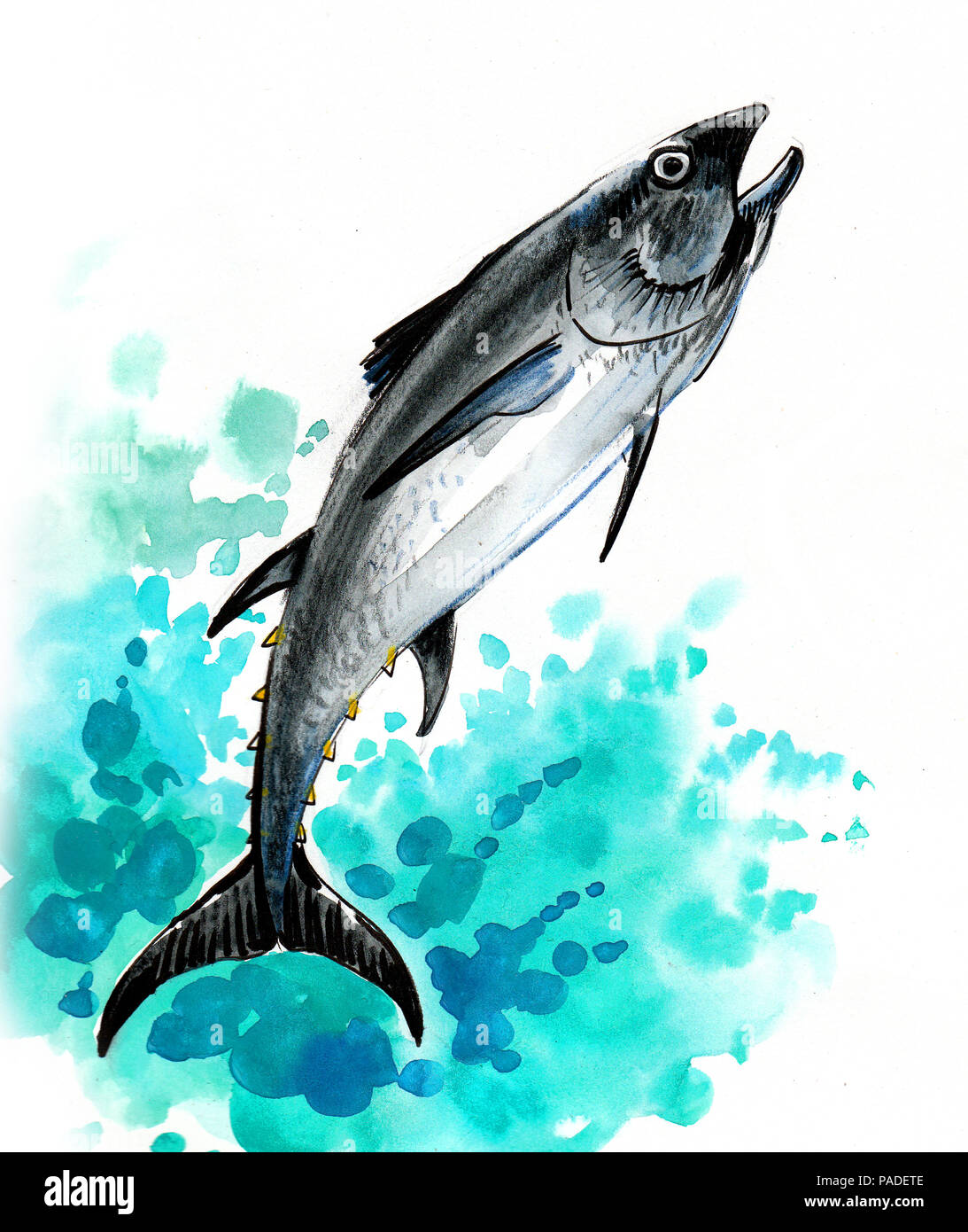 Jumping tuna in sea water. Ink and watercolor illustrtaion Stock Photo ...