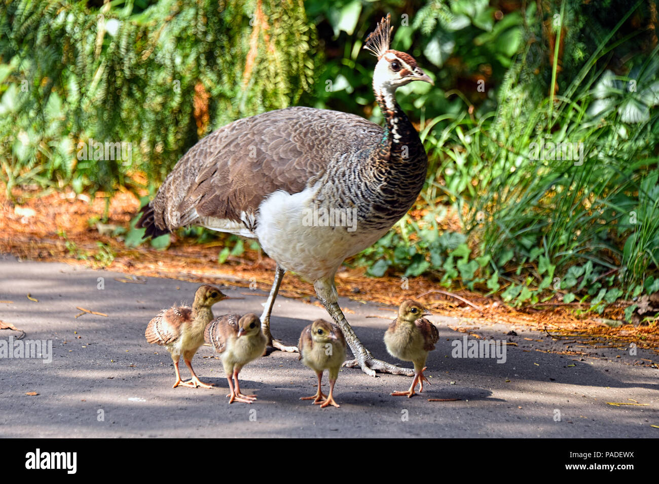 Family Peacock - Mother hen and her four chicks Stock Photo - Alamy