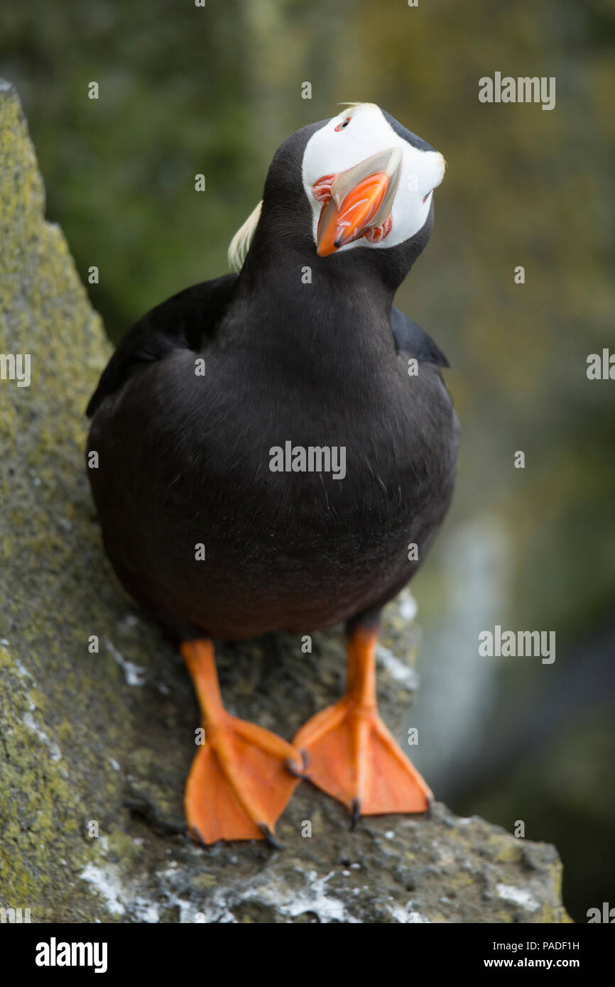 Blonde feet hi-res stock photography and images - Alamy