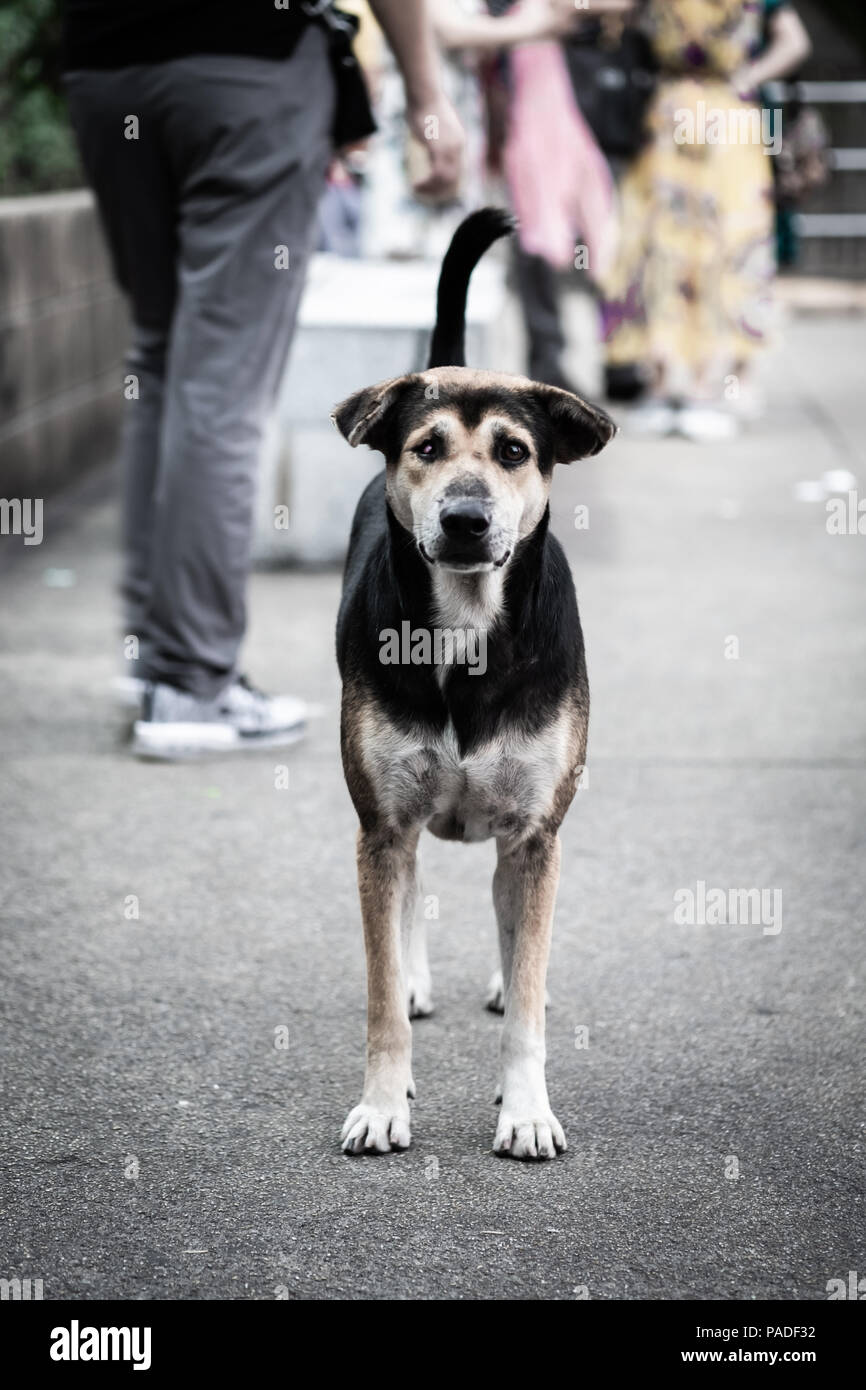 A stray dog standing and looking at the camera Stock Photo - Alamy