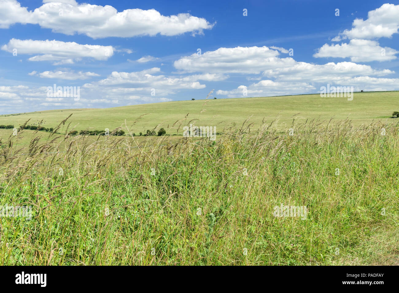 Field at south downs Stock Photo - Alamy