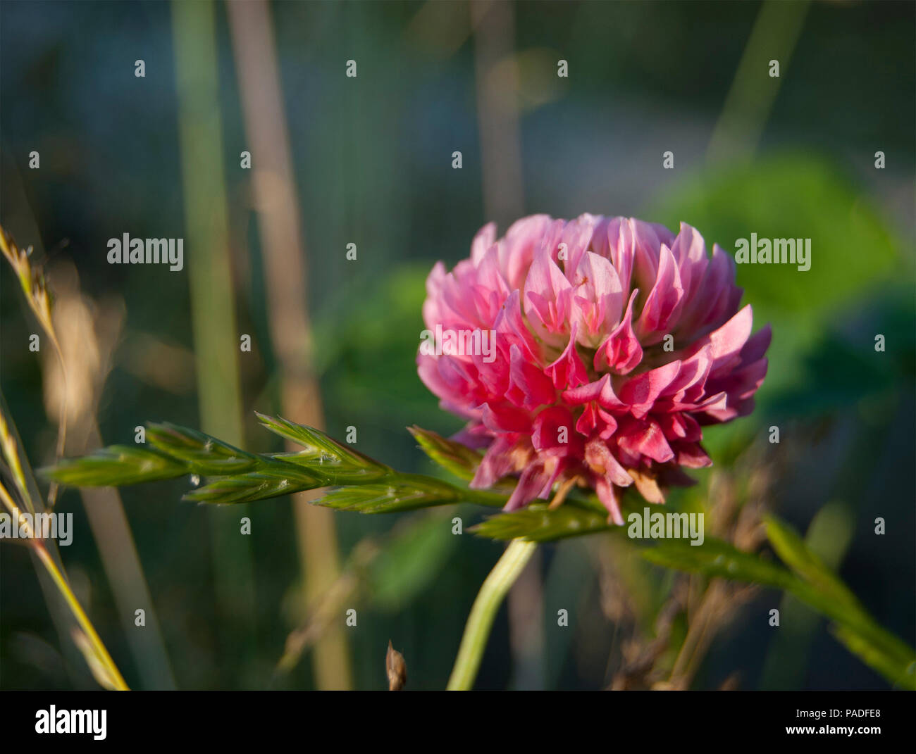 Lone flower hi-res stock photography and images - Alamy