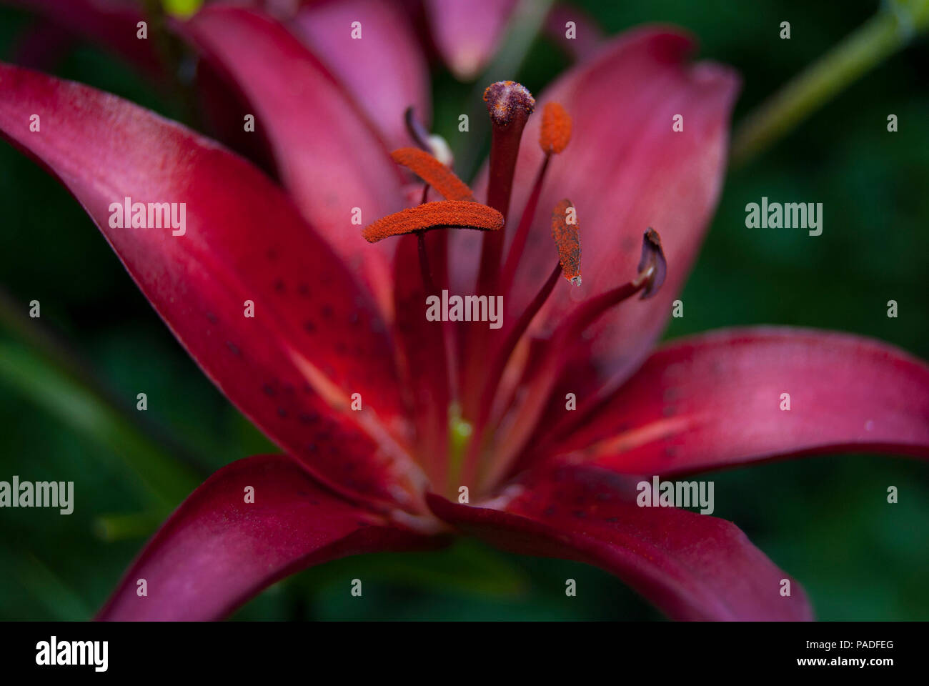 A flower of a lily of a cherry color. Stamens and pestle close-up Stock ...