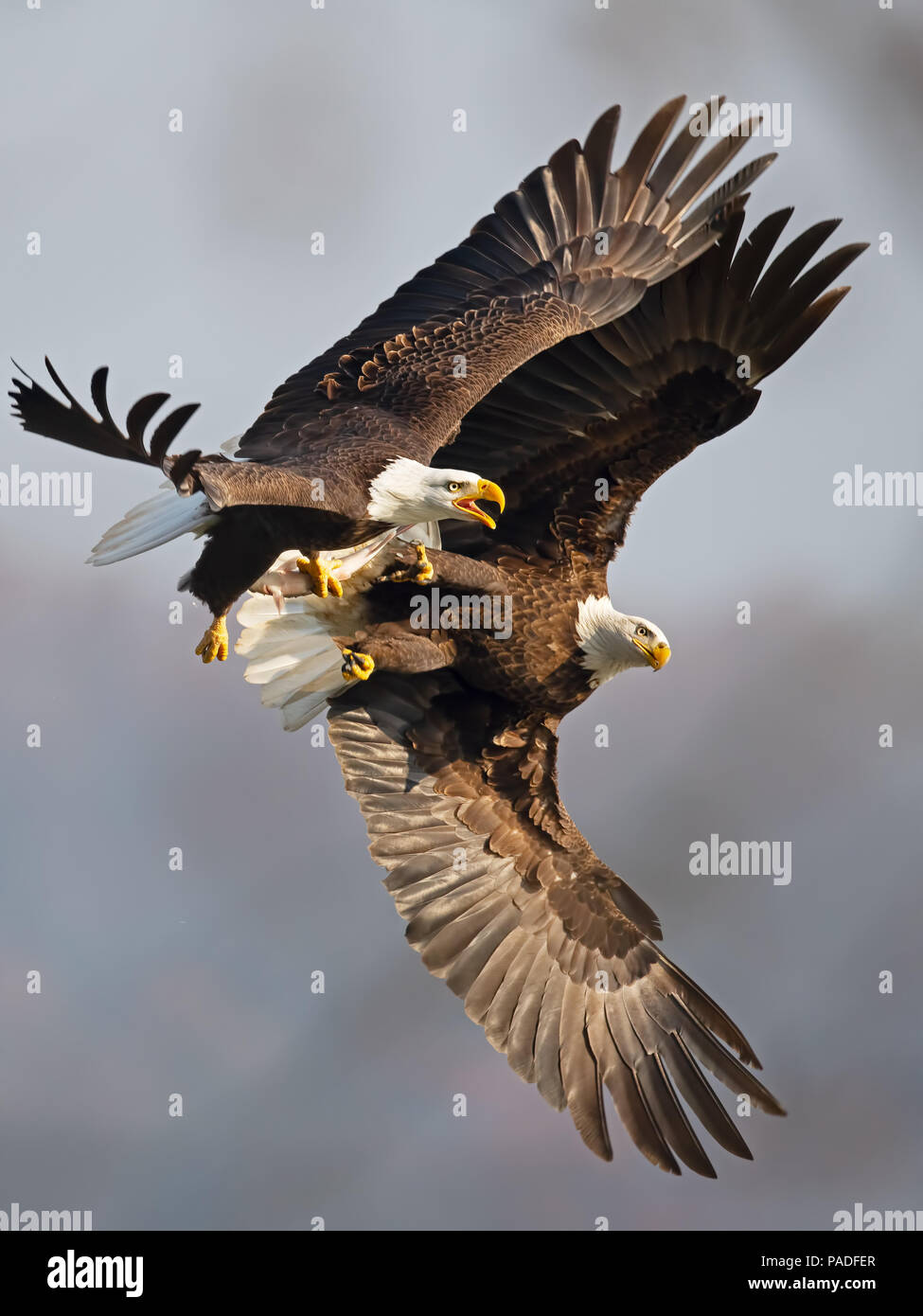 Battle for fish hi-res stock photography and images - Alamy