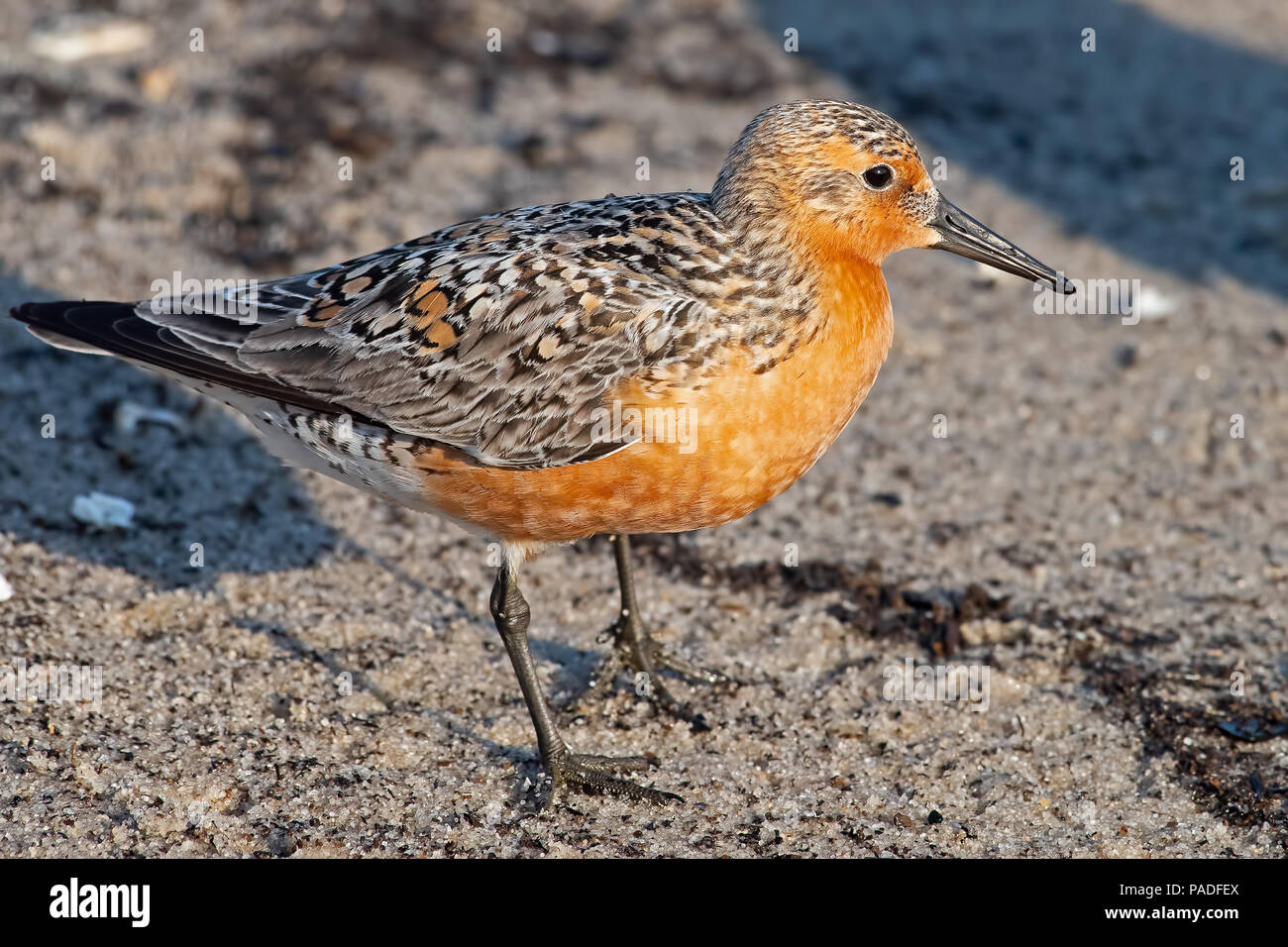 Species red knot hi-res stock photography and images - Alamy