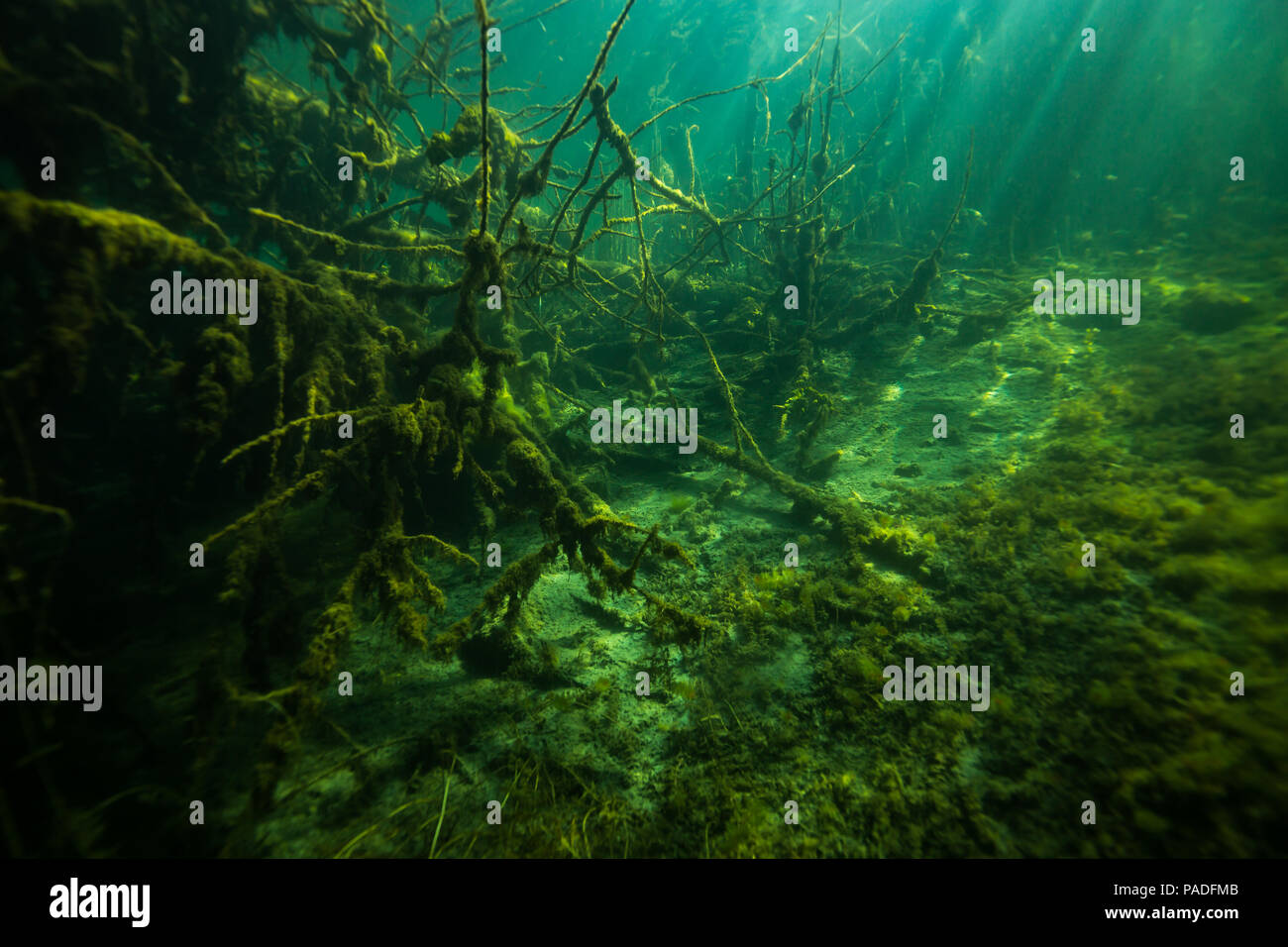 The nature of the bottom of the Ukrainian River Stock Photo - Alamy