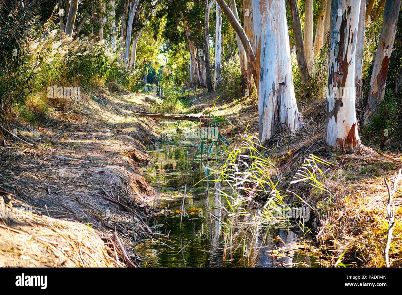 Eucalyptus grove hi-res stock photography and images - Alamy