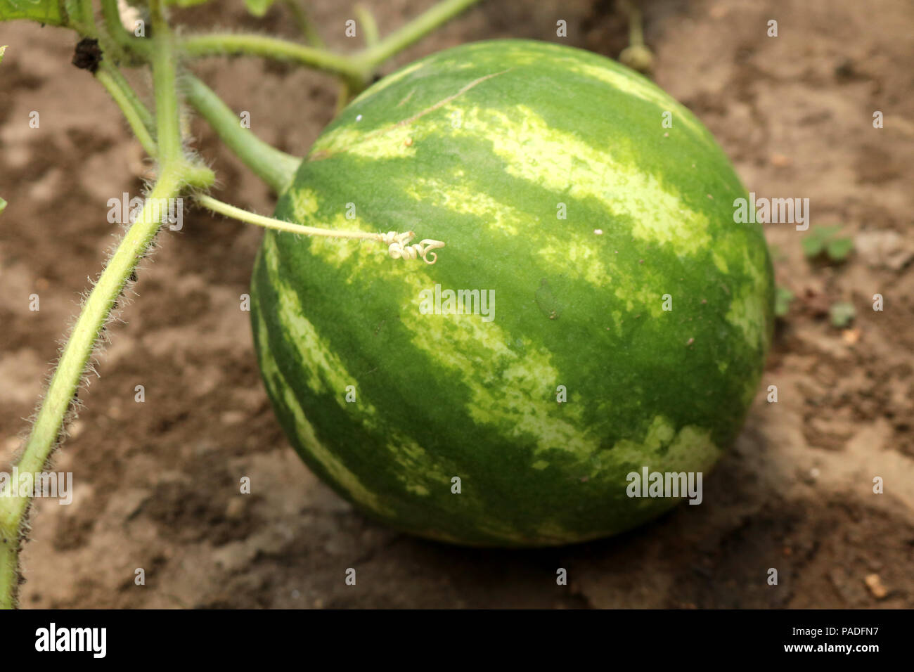 Ecological watermelon hi-res stock photography and images - Alamy