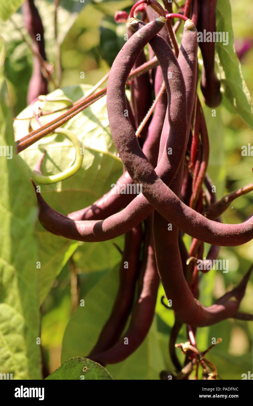 Purple string beans hi-res stock photography and images - Alamy