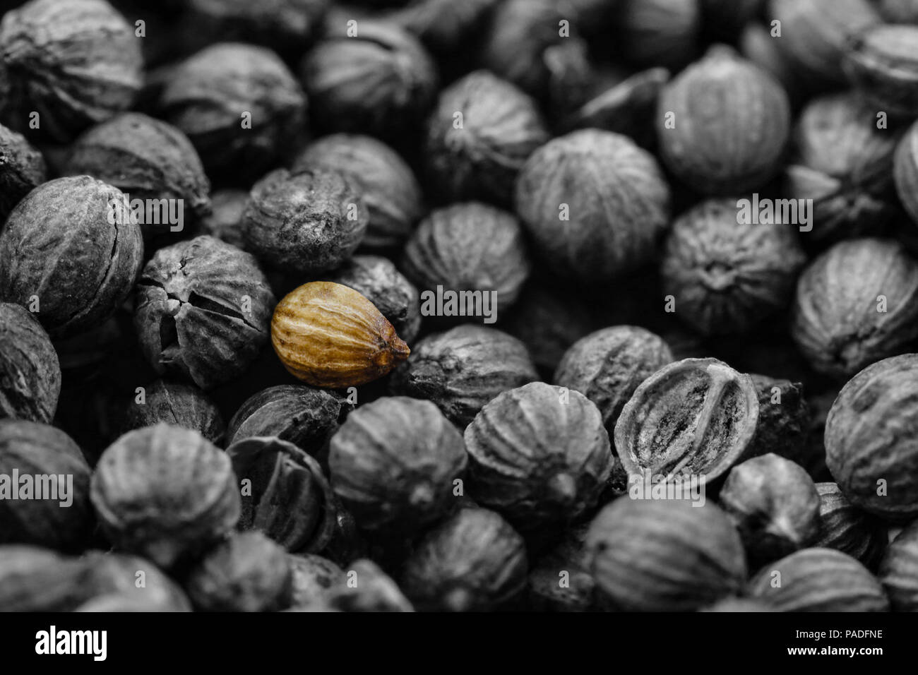 Single seed highlighted in many on black and white Stock Photo - Alamy