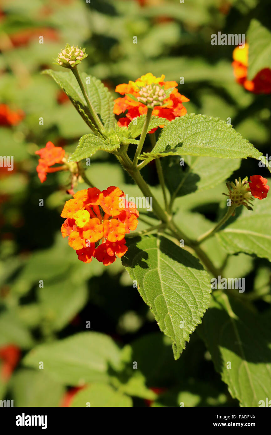 Lantana- A blooming garden tree Stock Photo - Alamy