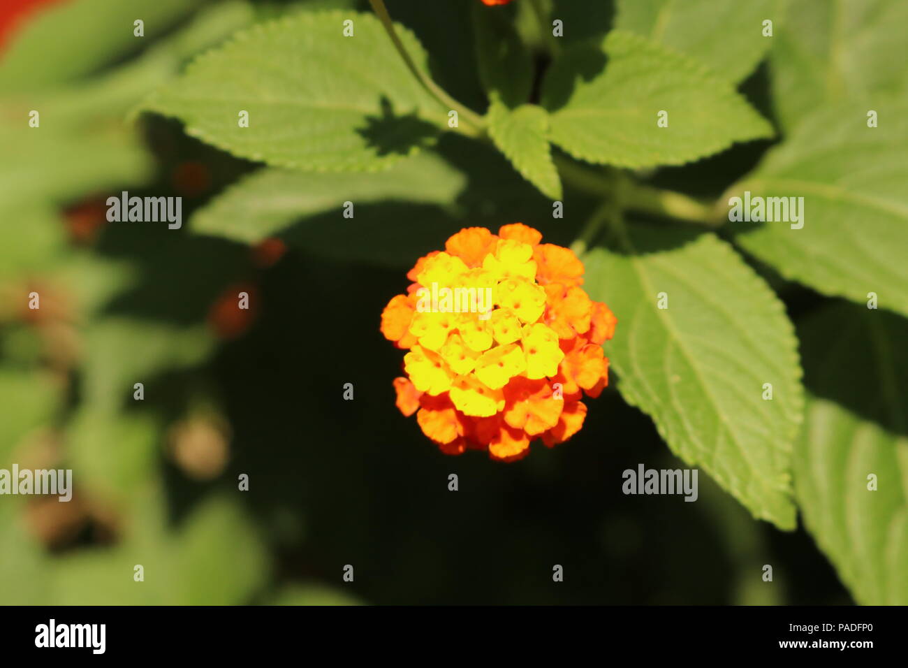 Lantana- A blooming garden tree Stock Photo - Alamy