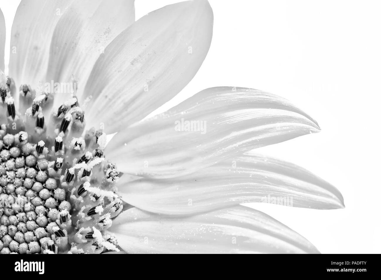 blurred sunflower in the white light and empty space background Stock ...