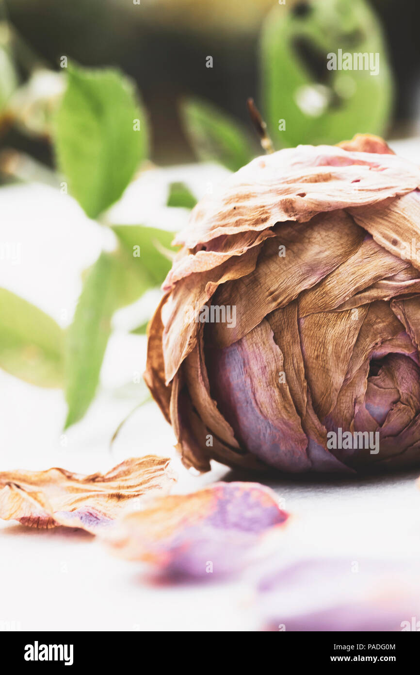 Dead rose petals hi-res stock photography and images - Alamy