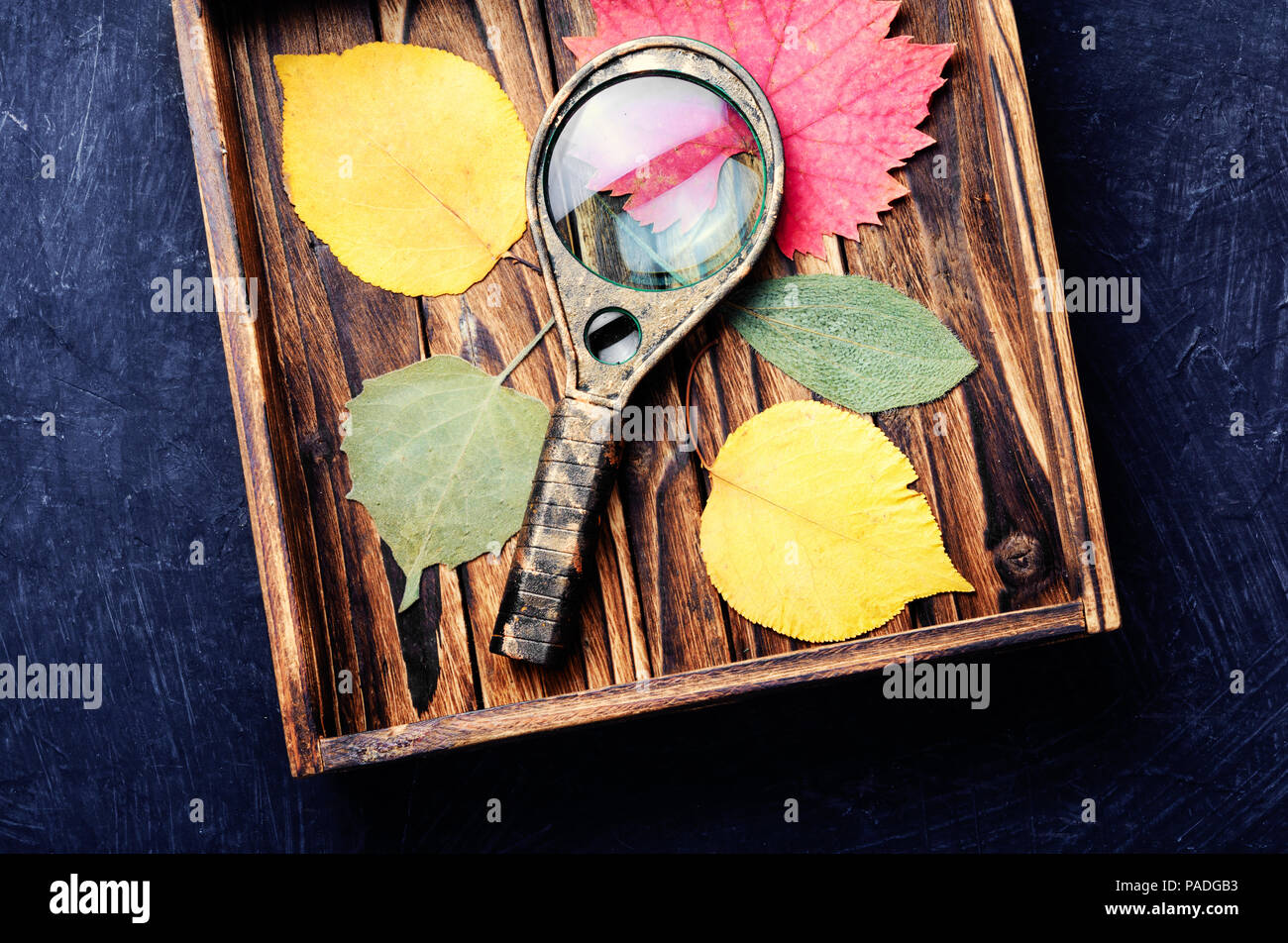 Magnifying lens plant hi-res stock photography and images - Alamy