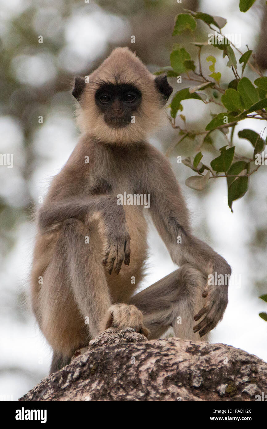 Grey Monkey Stock Photos & Grey Monkey Stock Images - Alamy