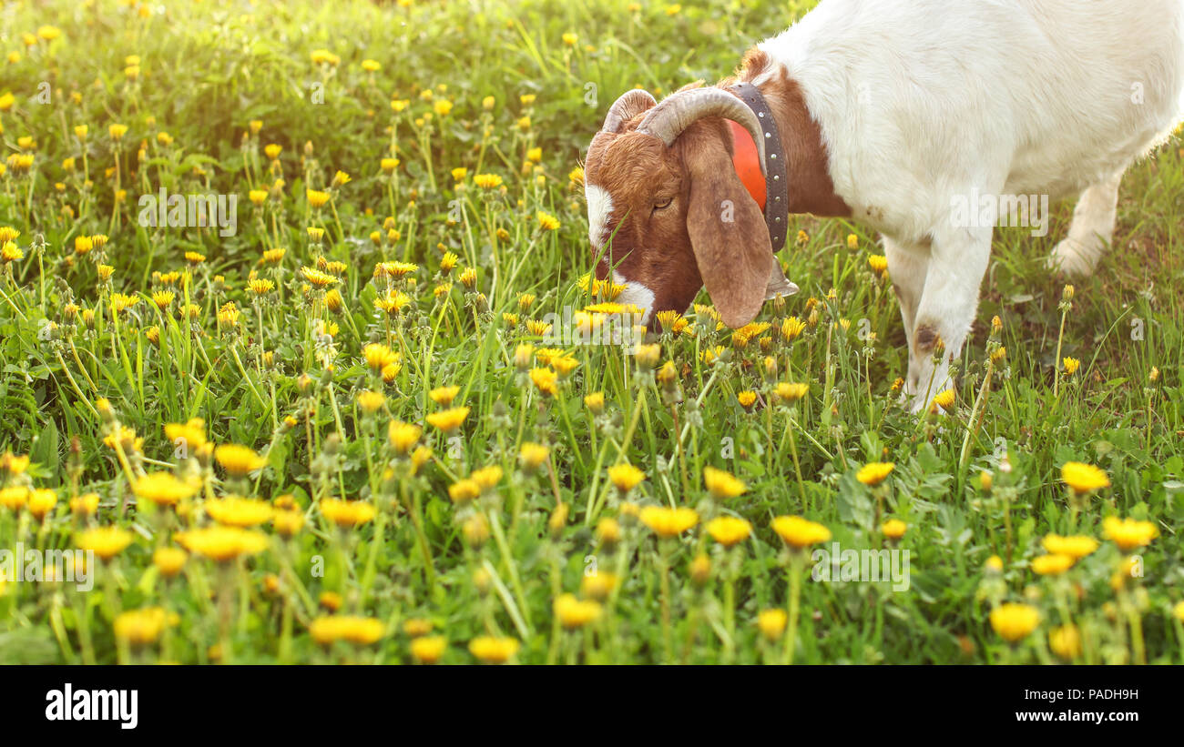 Lop eared goat hi-res stock photography and images - Alamy