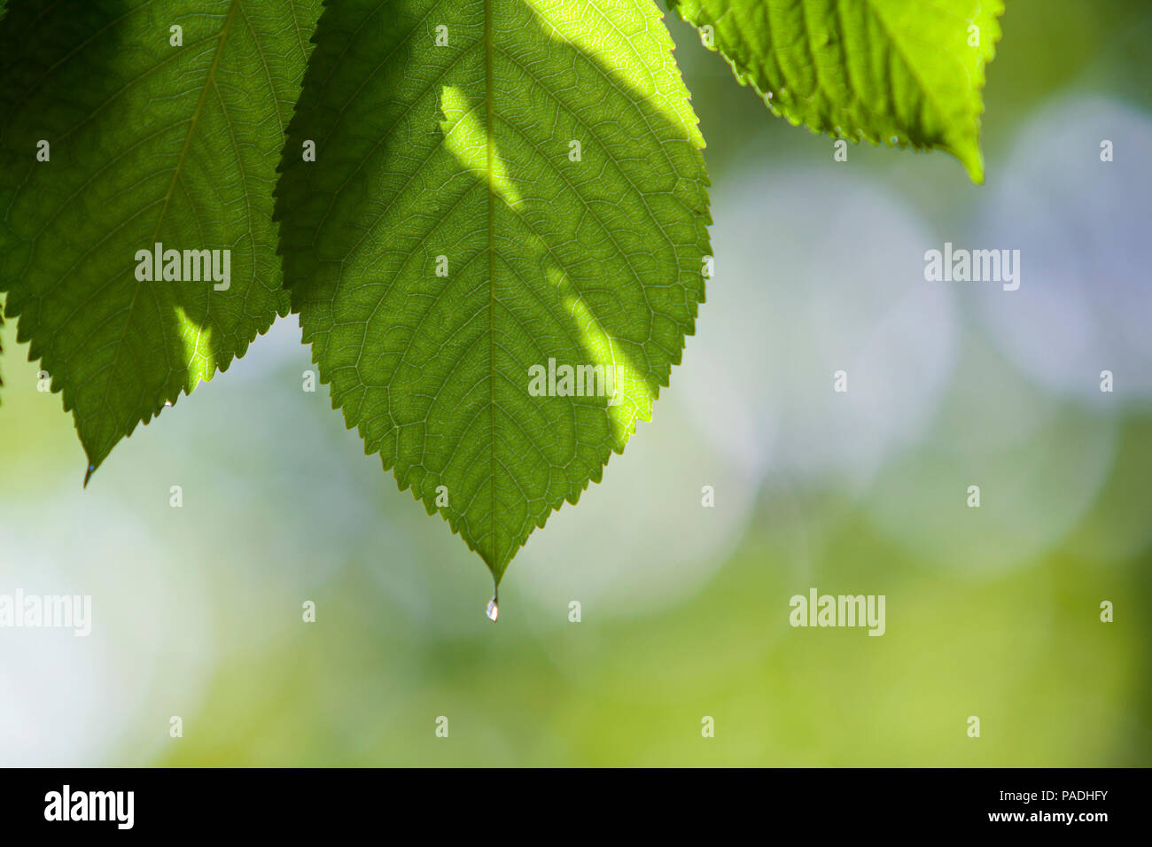 Close-up of beautiful fresh shiny cherry leaves lit by sun hanging like ...