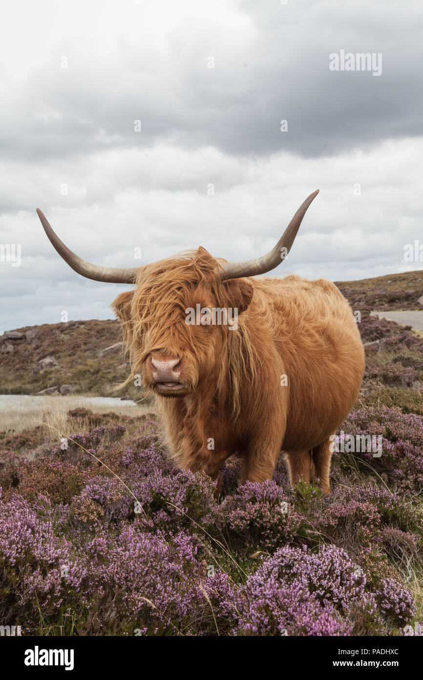 Highland cow on the Isle of Skye Stock Photo - Alamy