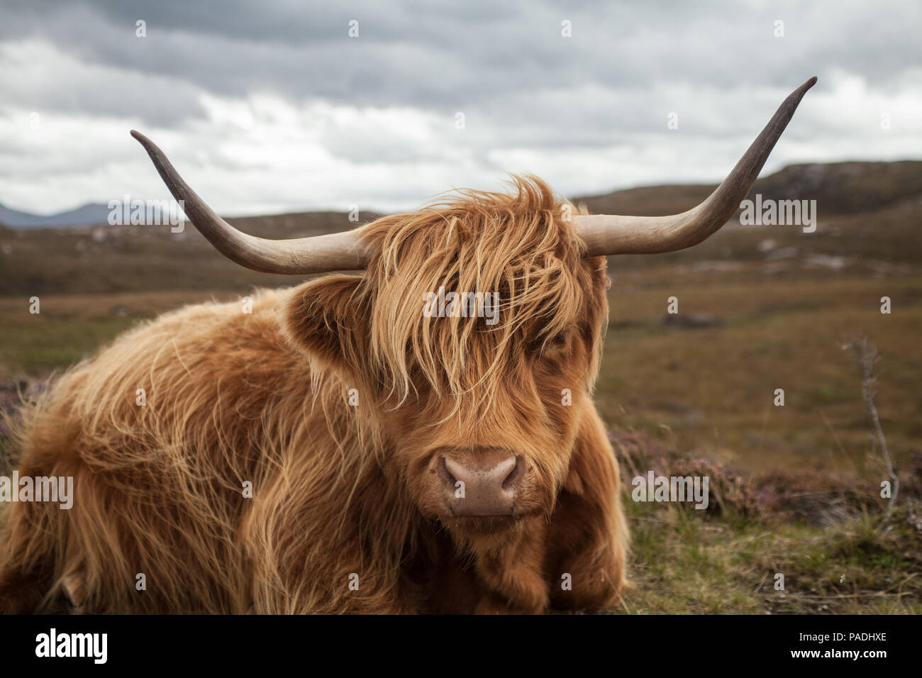 Highland cow on the Isle of Skye Stock Photo - Alamy