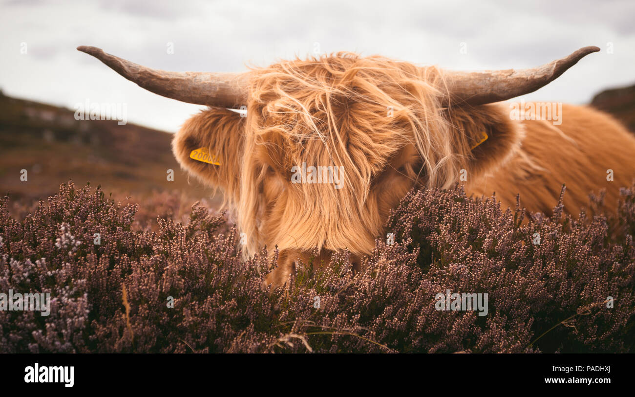 Highland cow on the Isle of Skye Stock Photo - Alamy