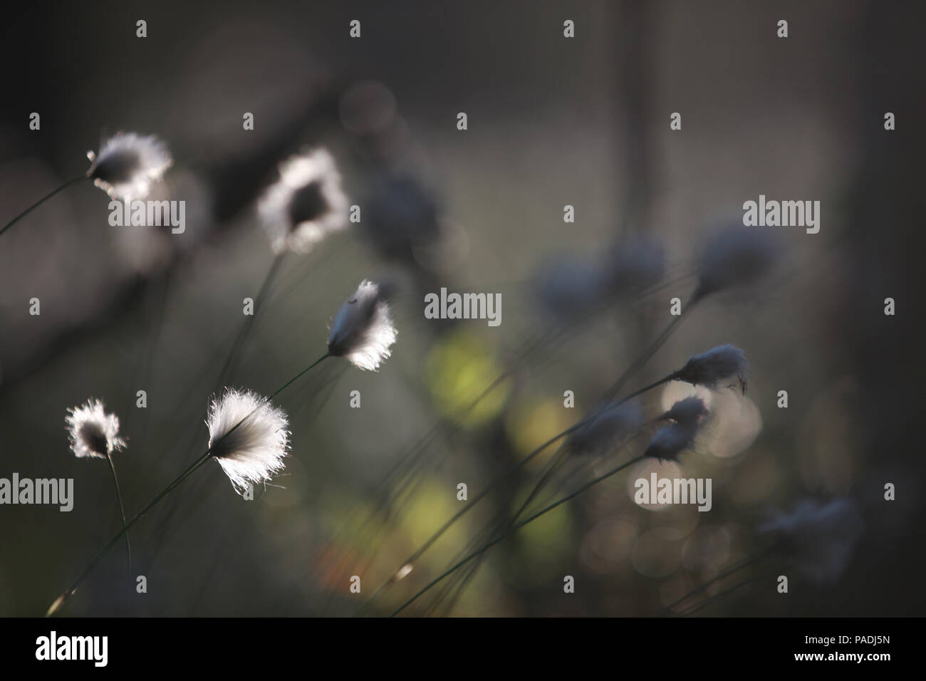 Peat bog moor cotton hi-res stock photography and images - Alamy