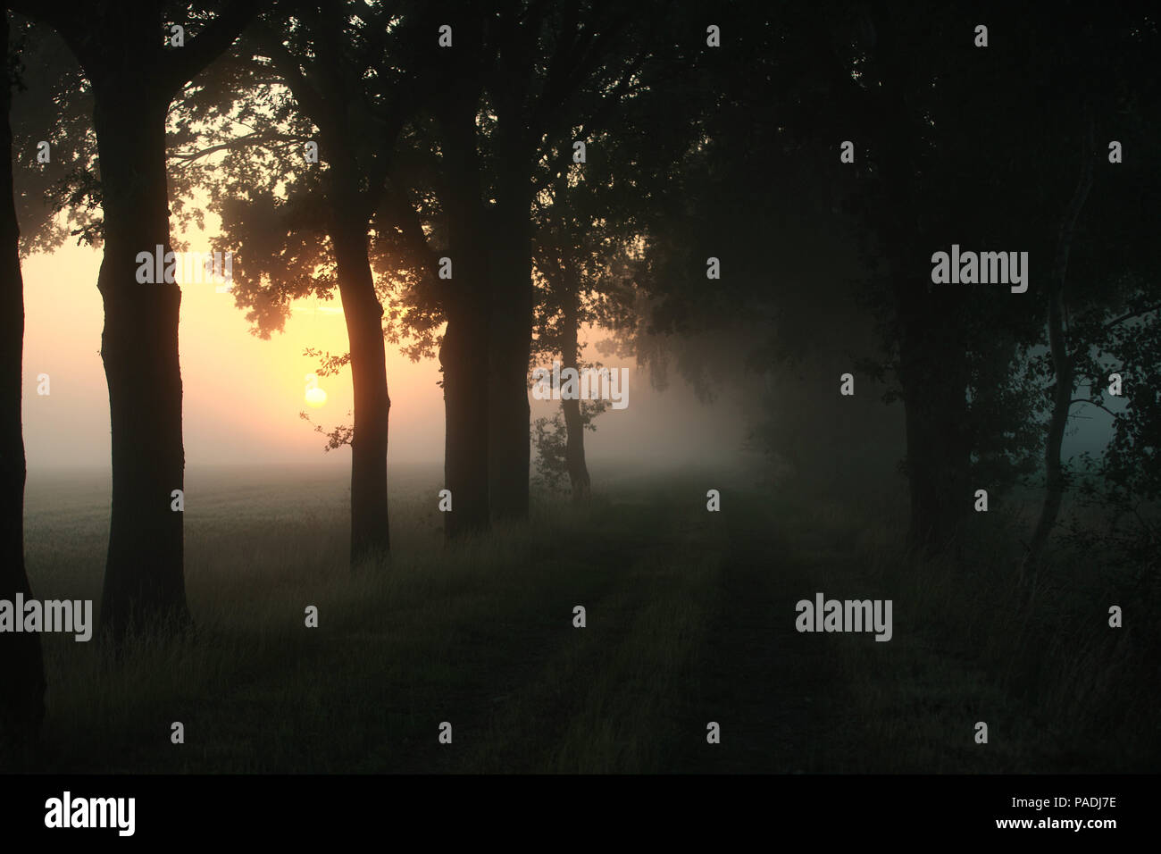 Sunrise behind trees Stock Photo - Alamy
