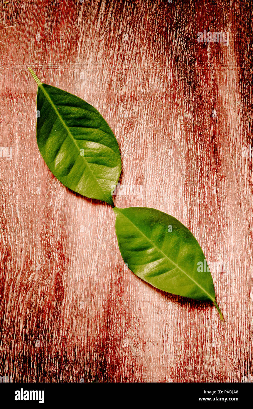 conceptual still life of two leaves facing each other Stock Photo - Alamy