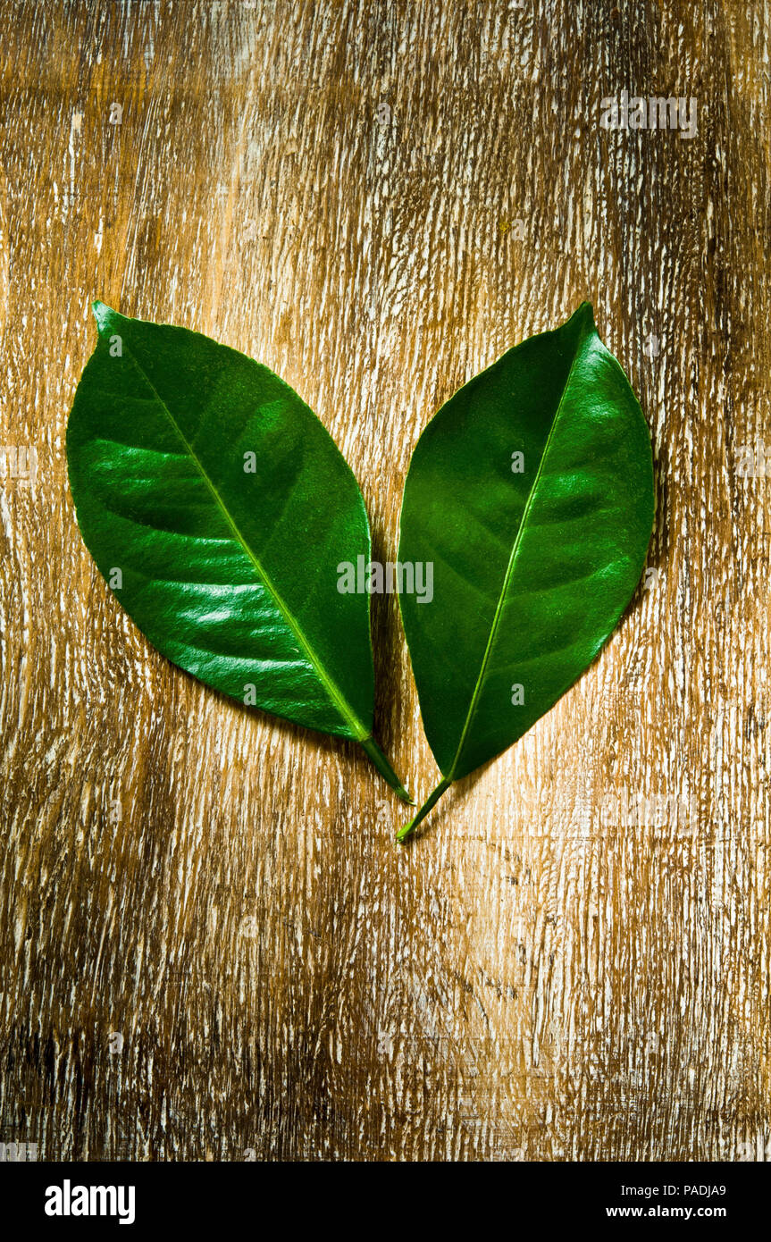 conceptual still life of two leaves facing each other Stock Photo - Alamy