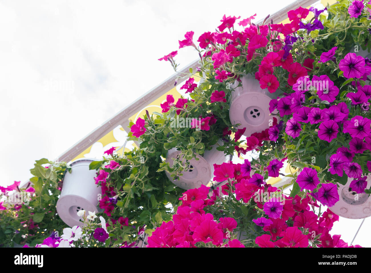 Beautiful bright outdoor flowers hi-res stock photography and images ...