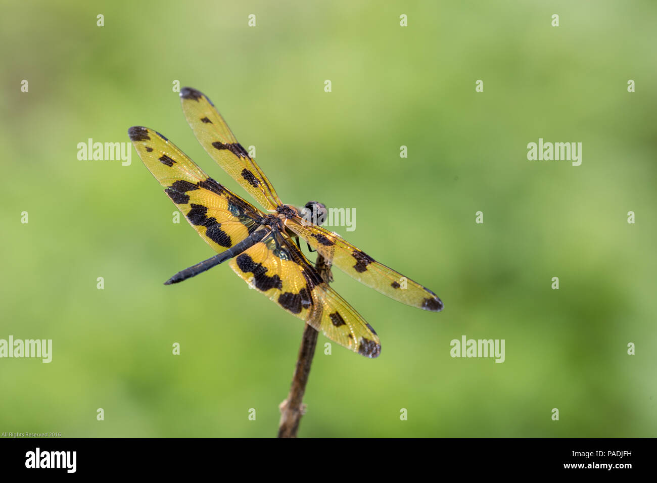 Portrait of dragonfly - Variegated Flutterer (Rhyothemis variegata ...