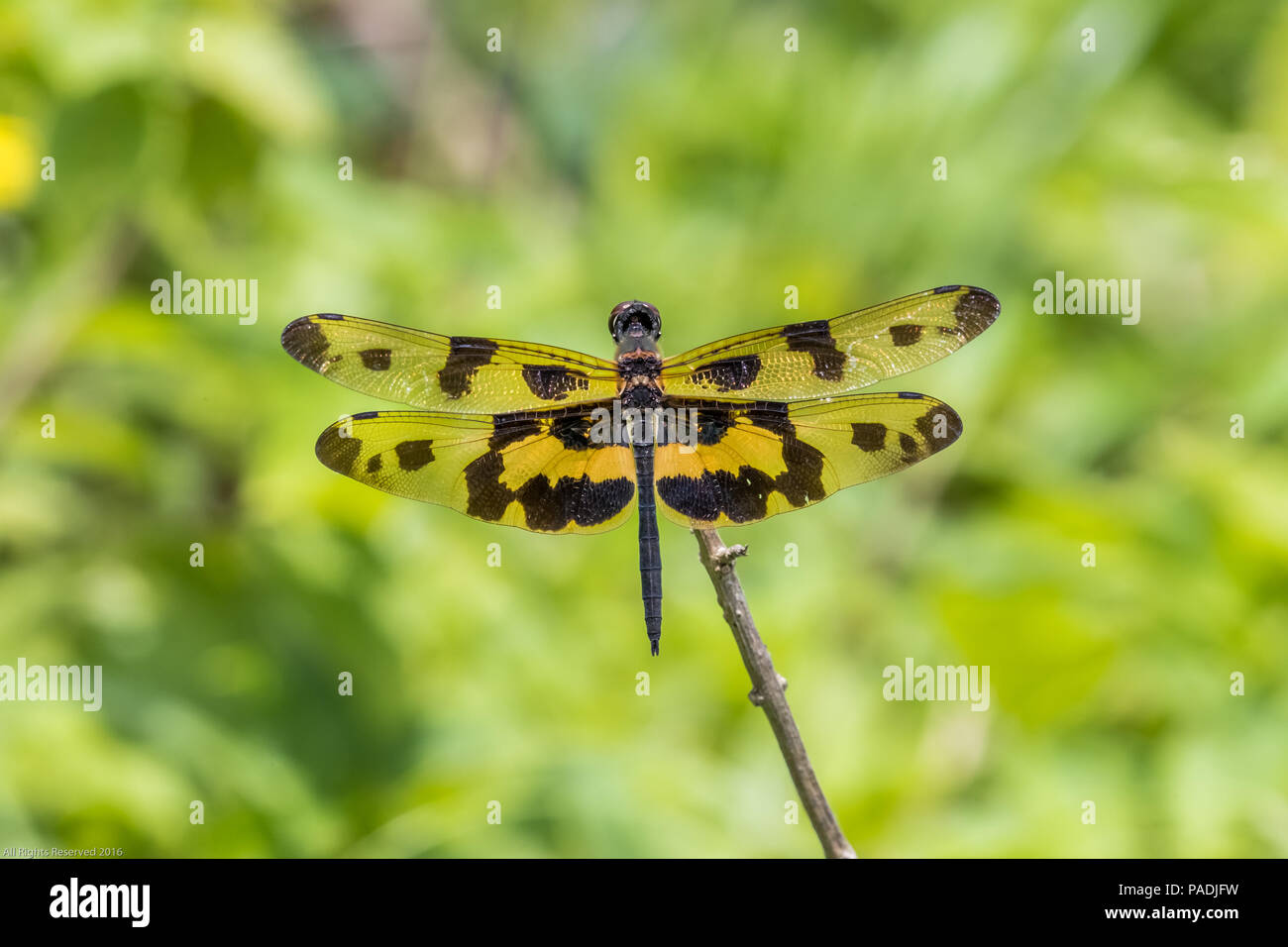 Portrait of dragonfly - Variegated Flutterer (Rhyothemis variegata ...