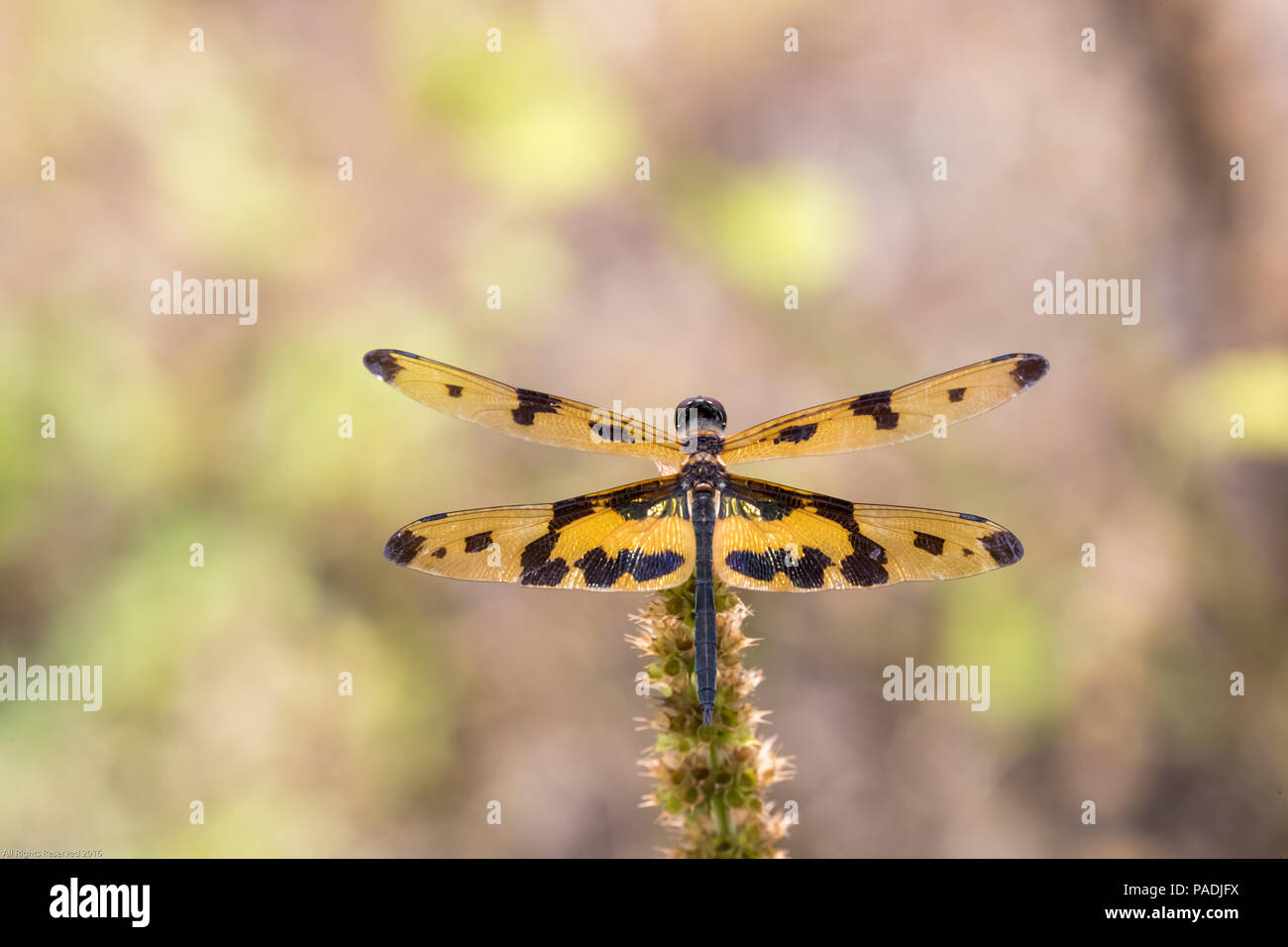 Portrait of dragonfly - Variegated Flutterer (Rhyothemis variegata ...