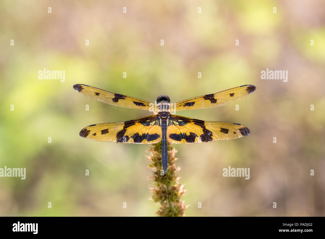Portrait of dragonfly - Variegated Flutterer (Rhyothemis variegata ...