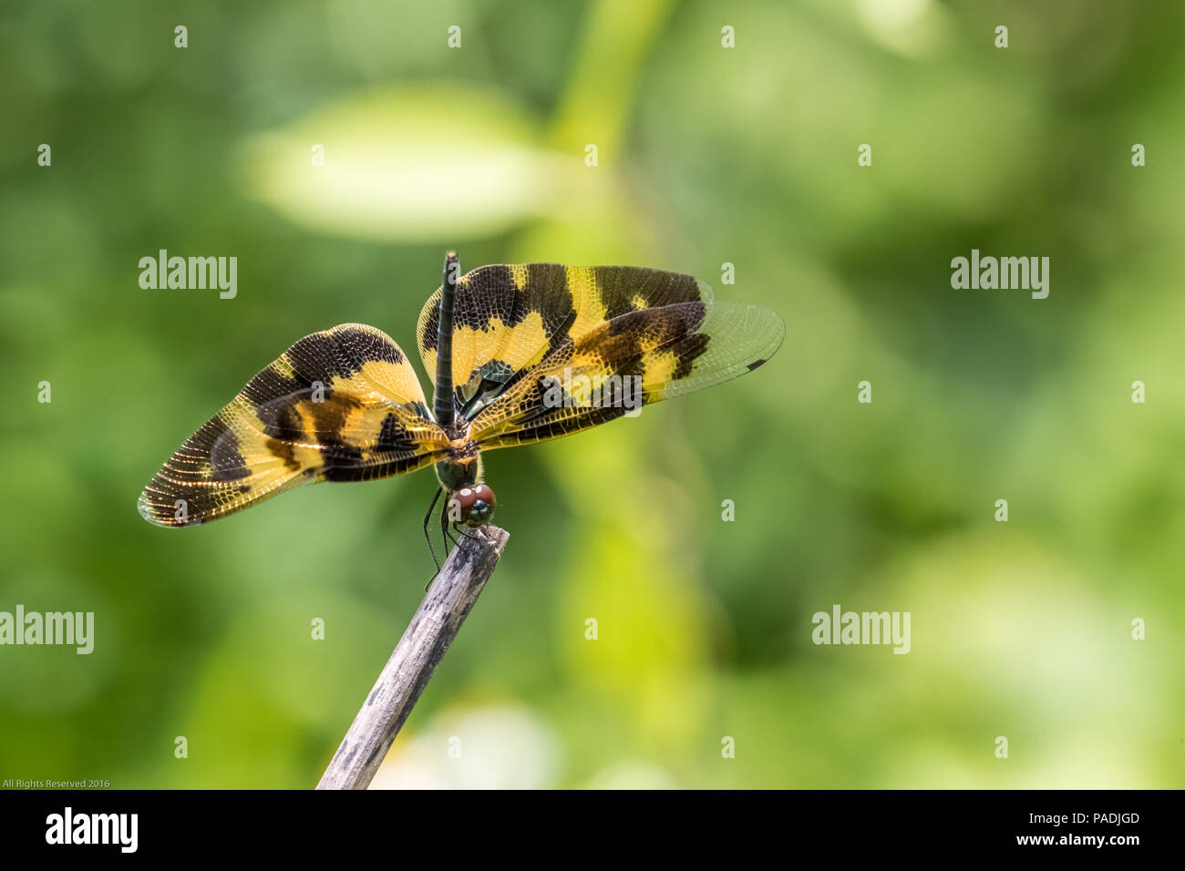 Portrait of dragonfly - Variegated Flutterer (Rhyothemis variegata ...