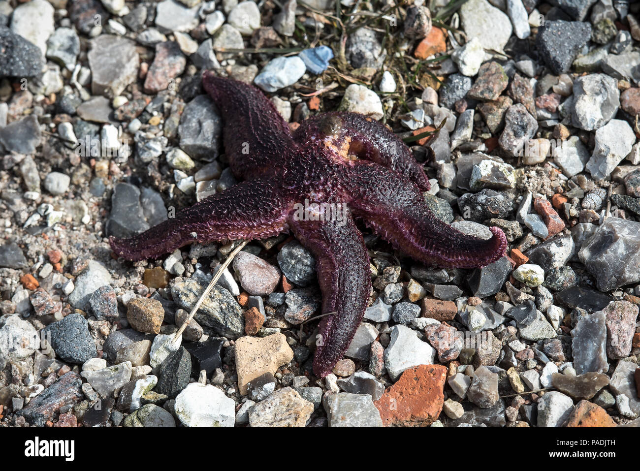 starfish on the stone background Stock Photo - Alamy