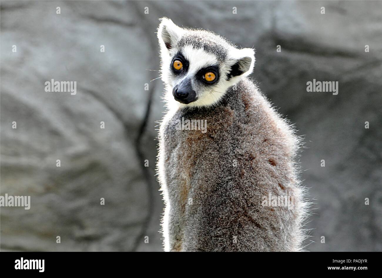 small monkey lemur Stock Photo - Alamy